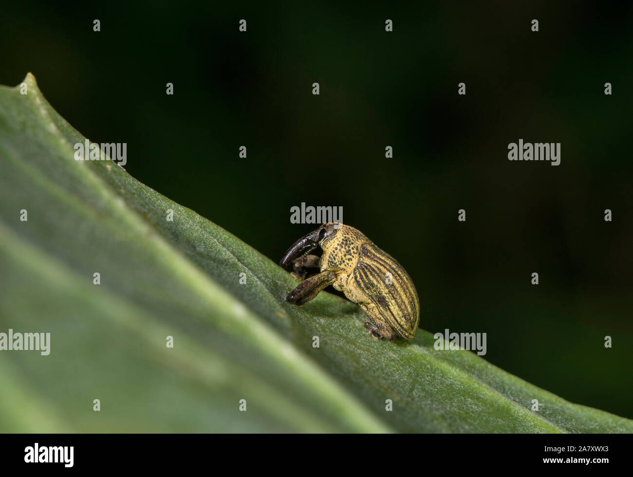 Rice weevil hi-res stock photography and images - Alamy