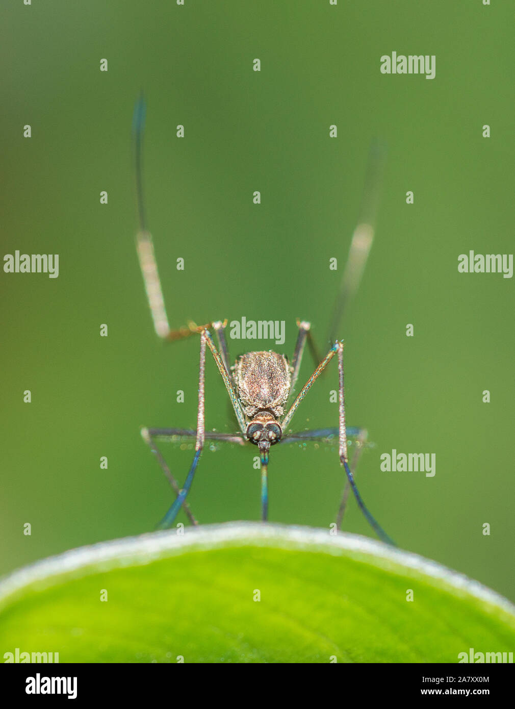 Mosquito, Sikkim, India Stock Photo - Alamy