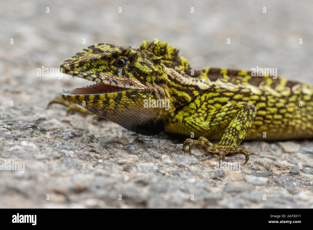 Fauna variegata hi-res stock photography and images - Alamy