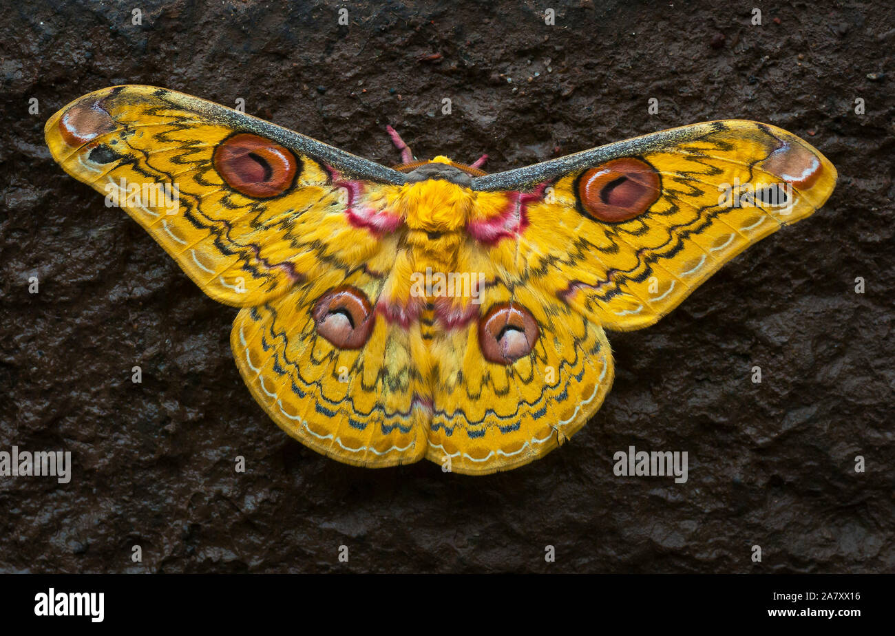 Golden Emperor Moth, Loepa katinka, Bhandardara, Maharashtra, India ...