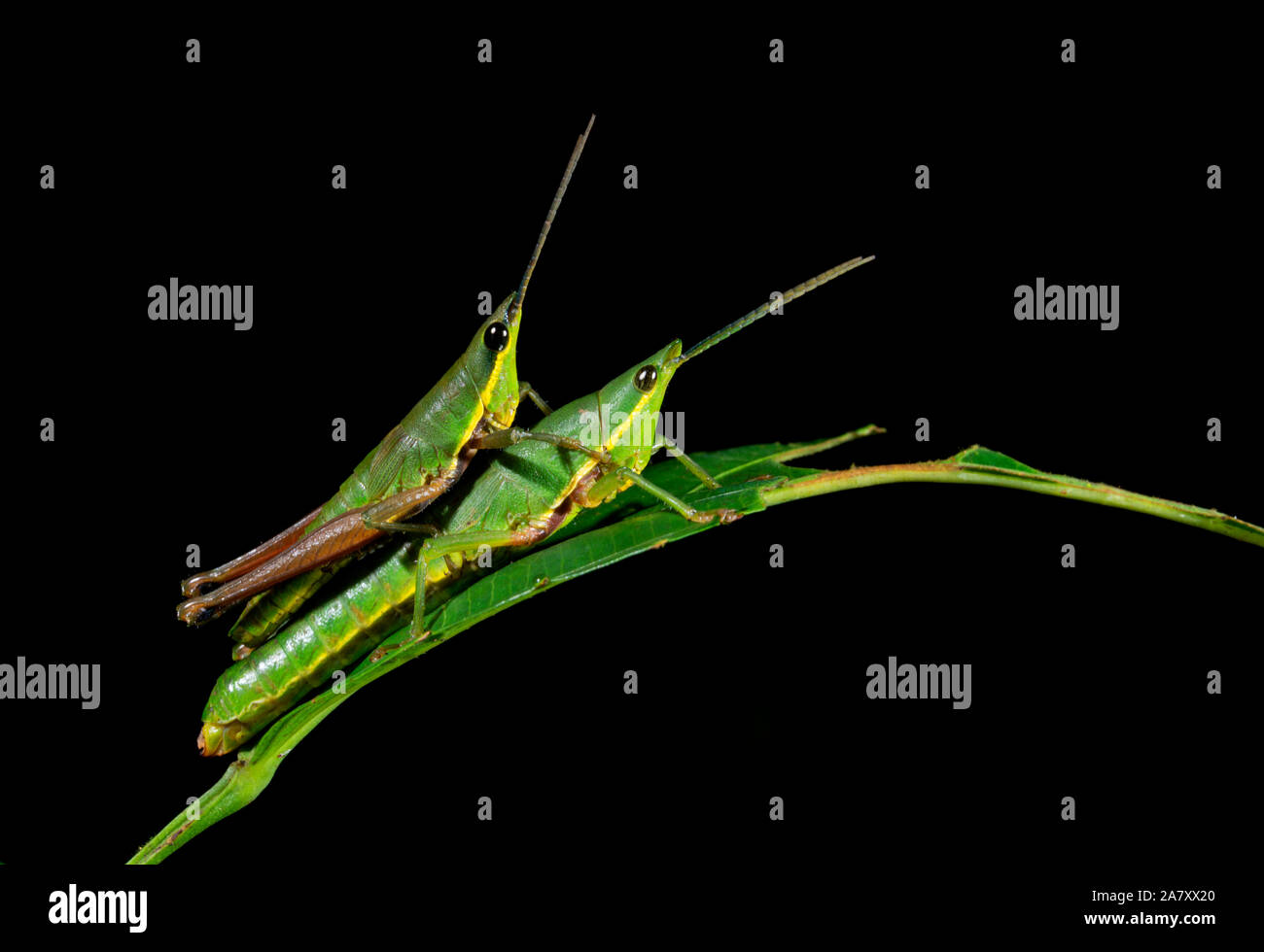 Grasshoppers mating insects hi-res stock photography and images - Alamy