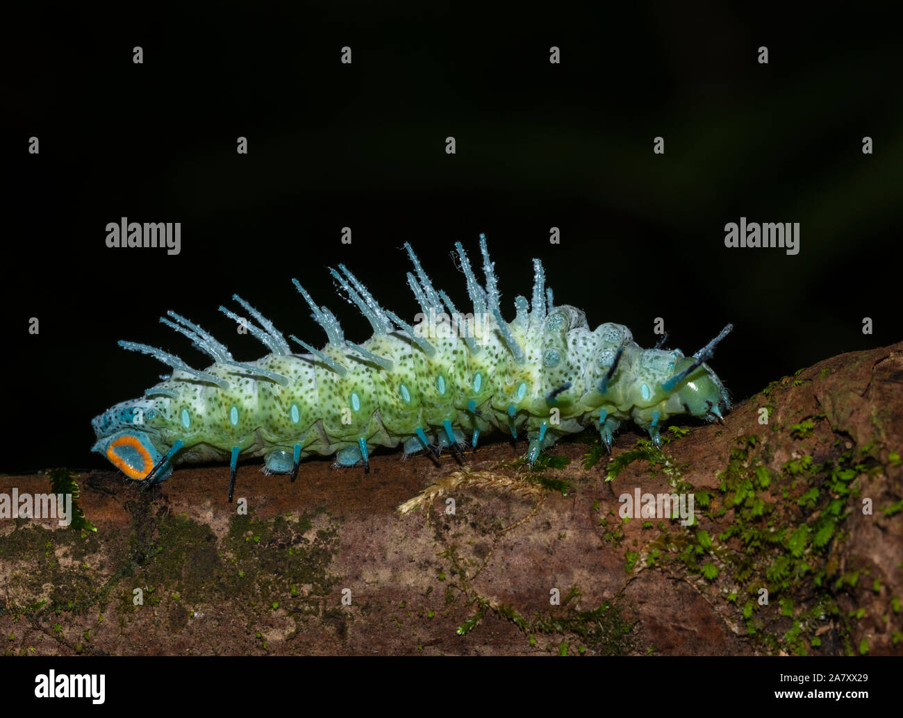 Atlas Moth Caterpillar, Goa, india. Largest Moth, Endemic to Asia ...