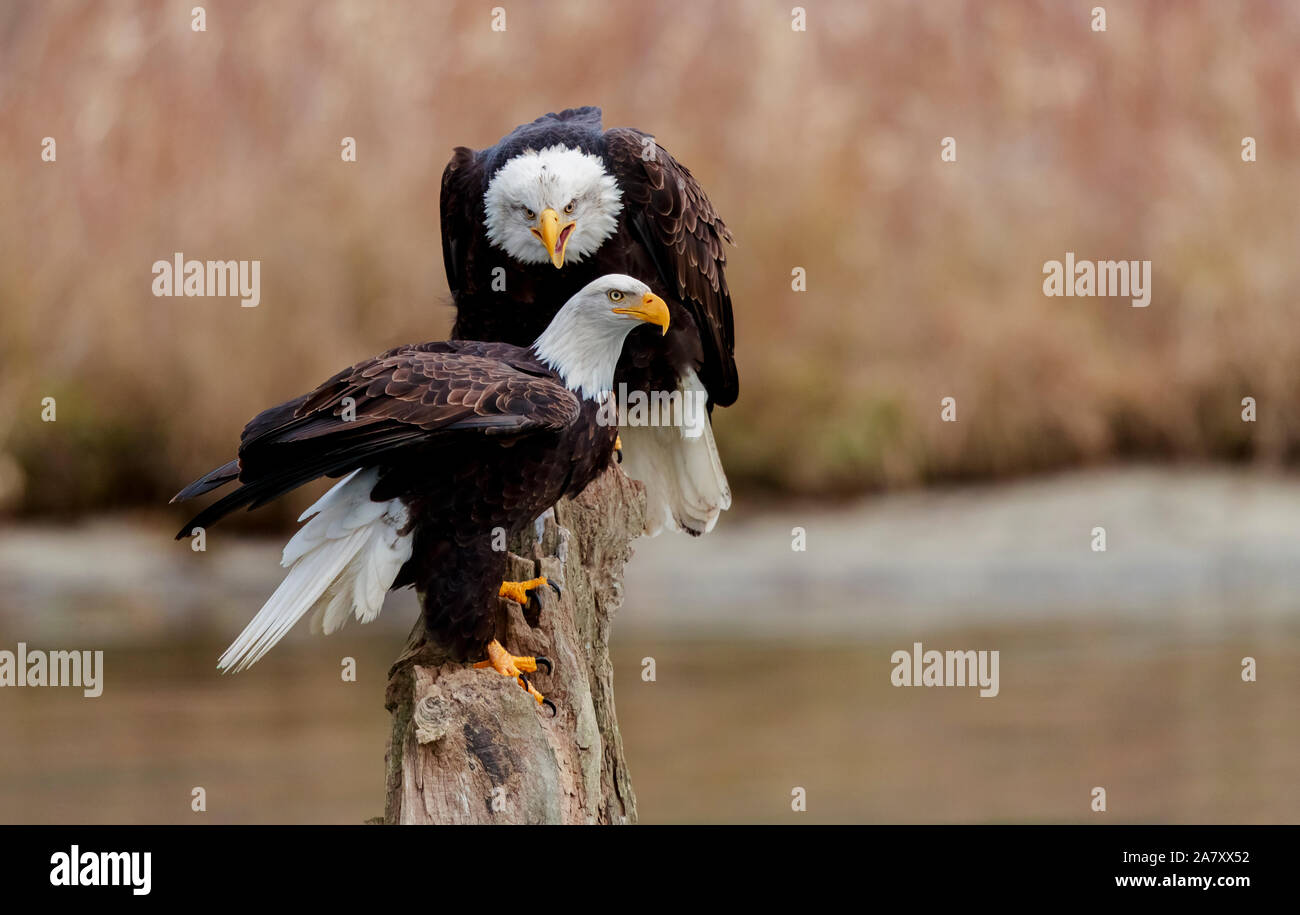 Screaming eagles hi-res stock photography and images - Alamy