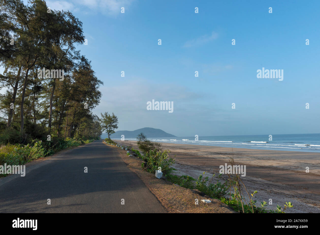 Velas Beach known for Oliver Ridley Turtles, Raigad, Maharashtra, India ...