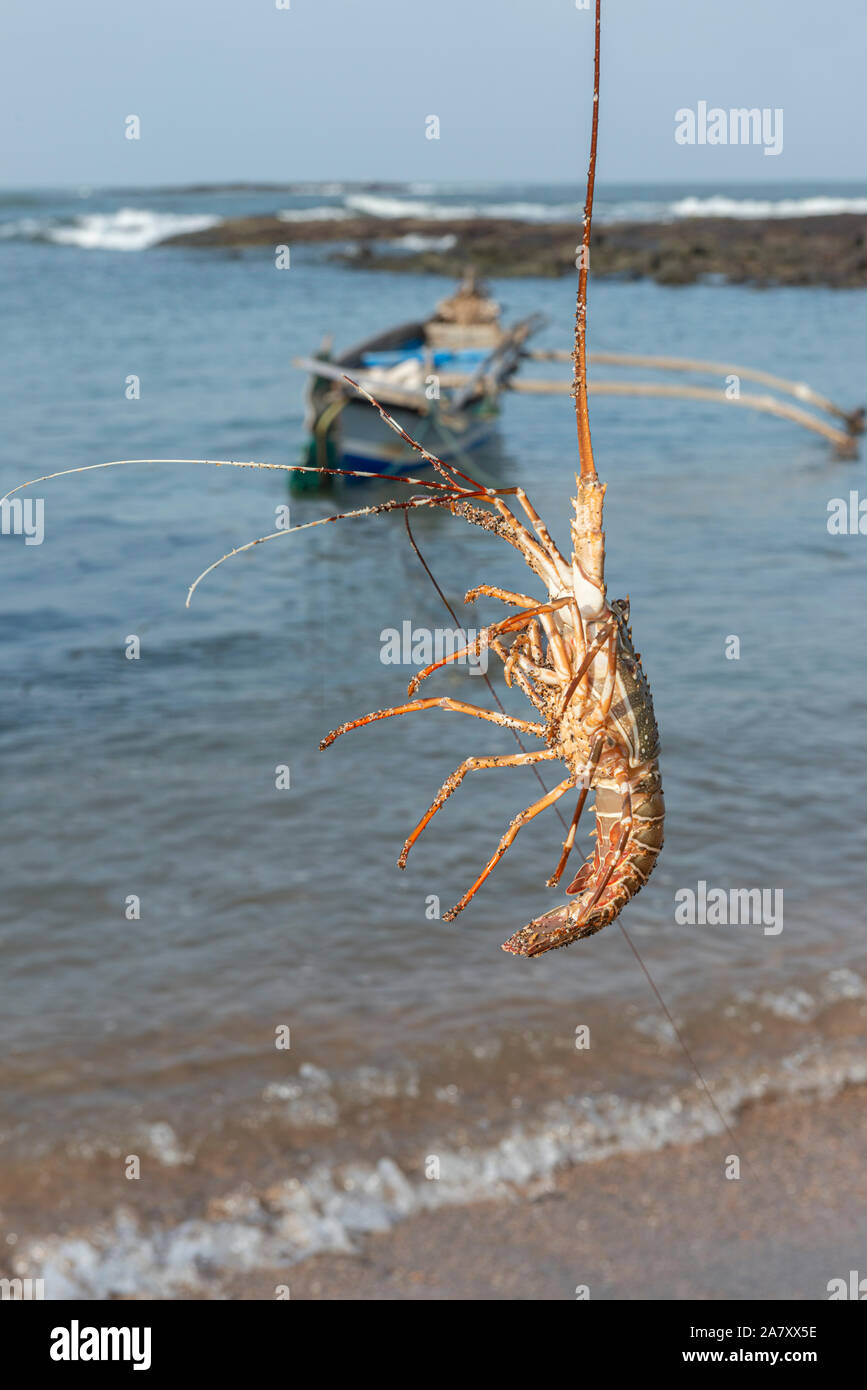 Lobster catch hi-res stock photography and images - Alamy