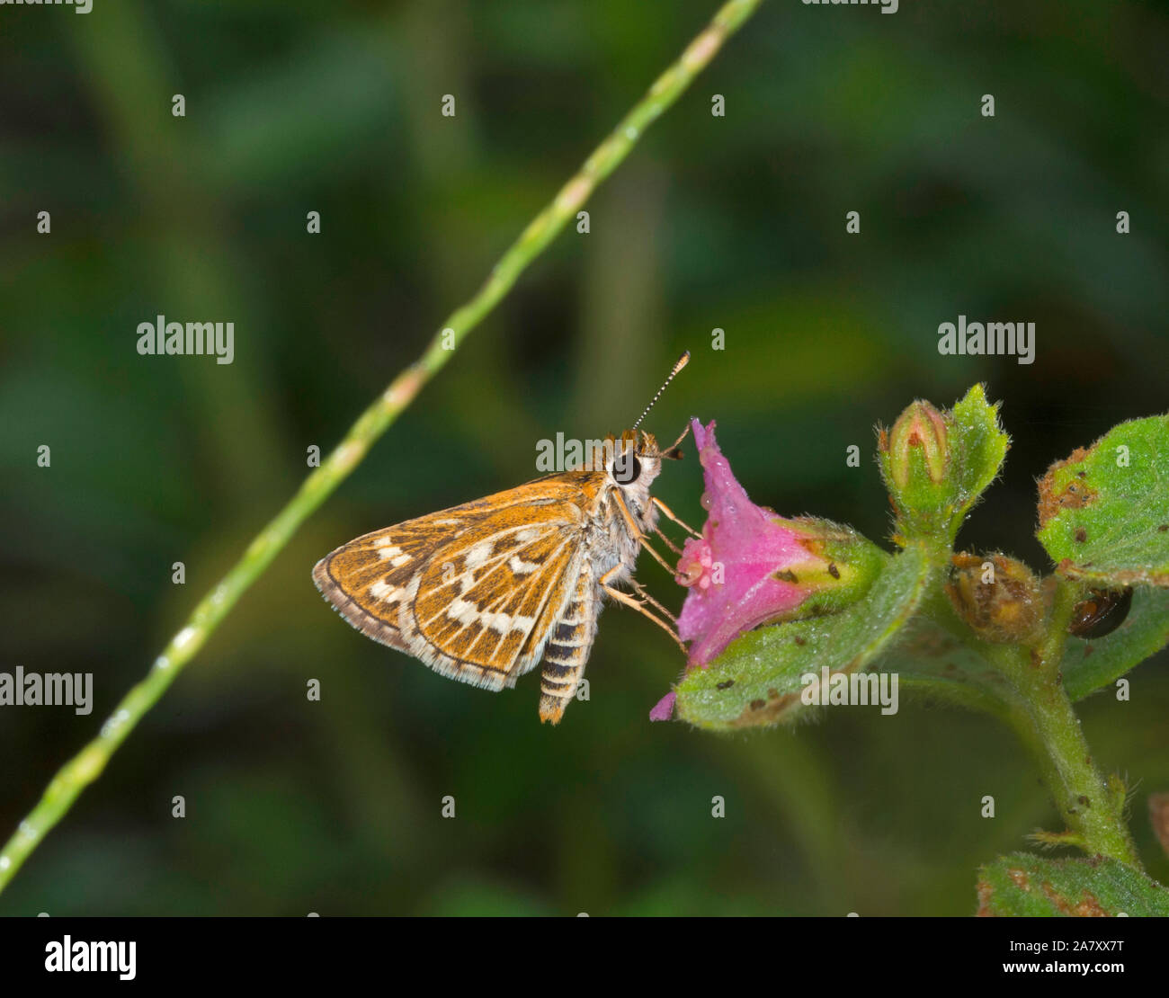 Common grass yellow butterfly india hi-res stock photography and images ...