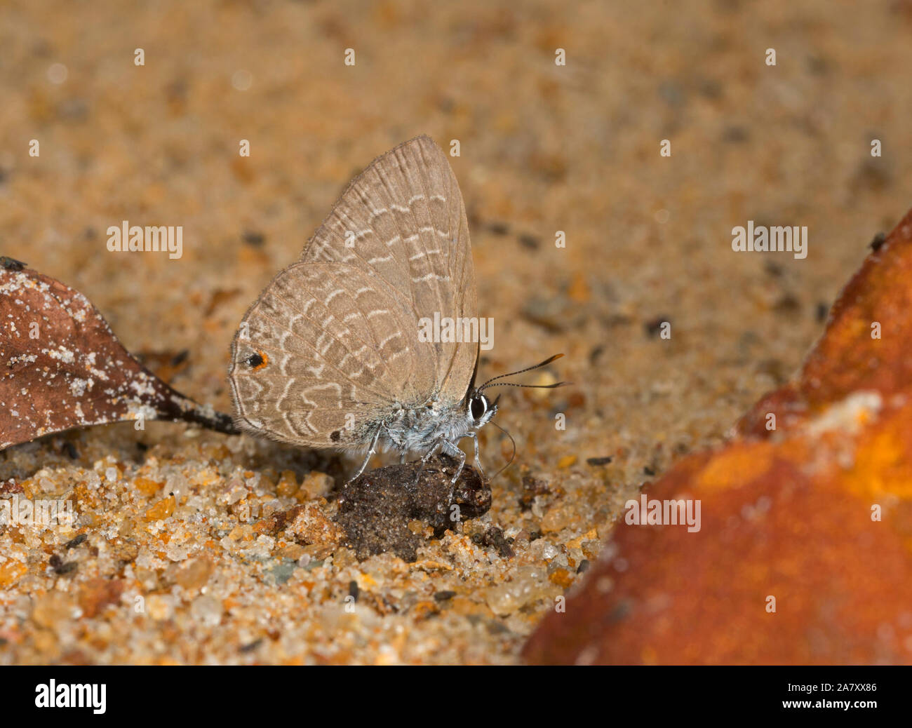 Common Ciliate Blue, Anthene emolus, Butterfly, Meghalaya, India Stock ...