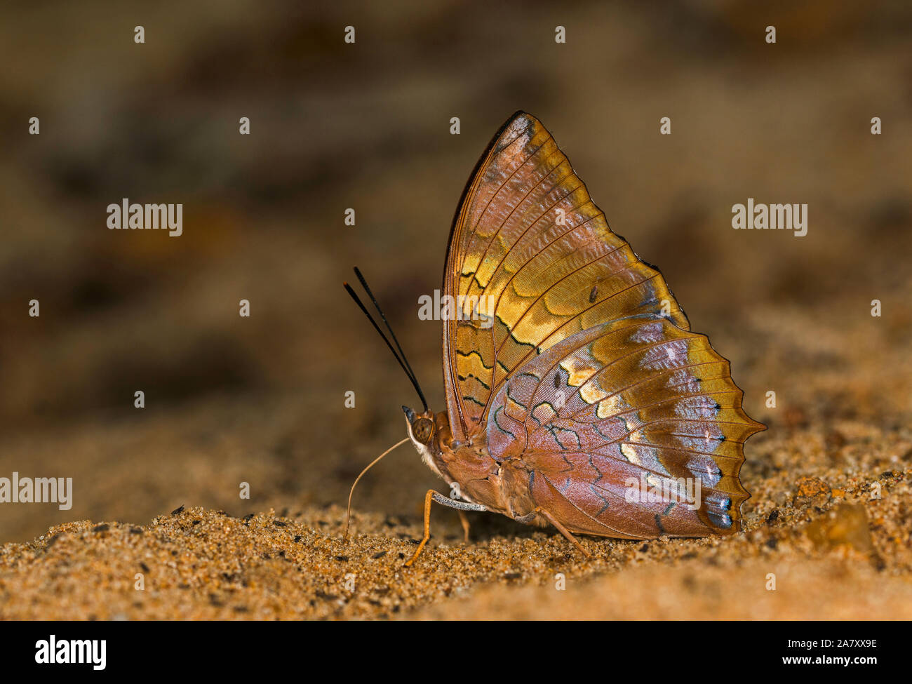 Common tawny rajah hi-res stock photography and images - Alamy