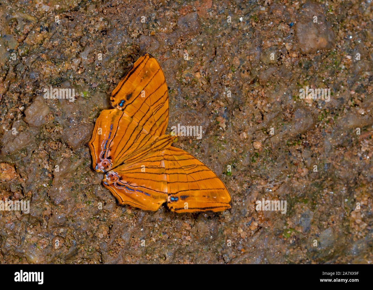 Common maplet, Chersonesia risa, Butterfly, Garo Hills, Meghalaya ...