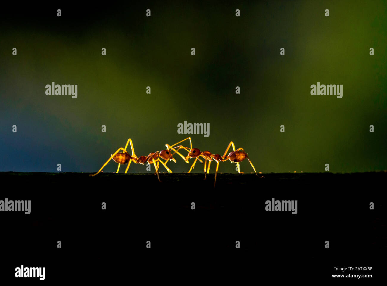 India ants hi-res stock photography and images - Alamy