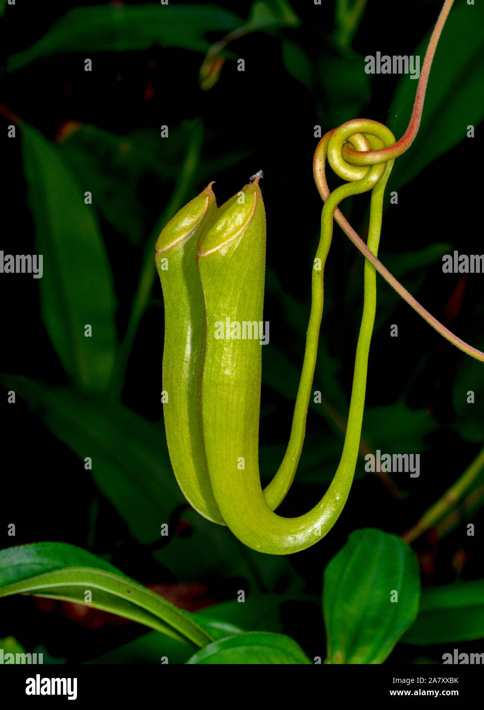 Modified Leaves High Resolution Stock Photography and Images - Alamy