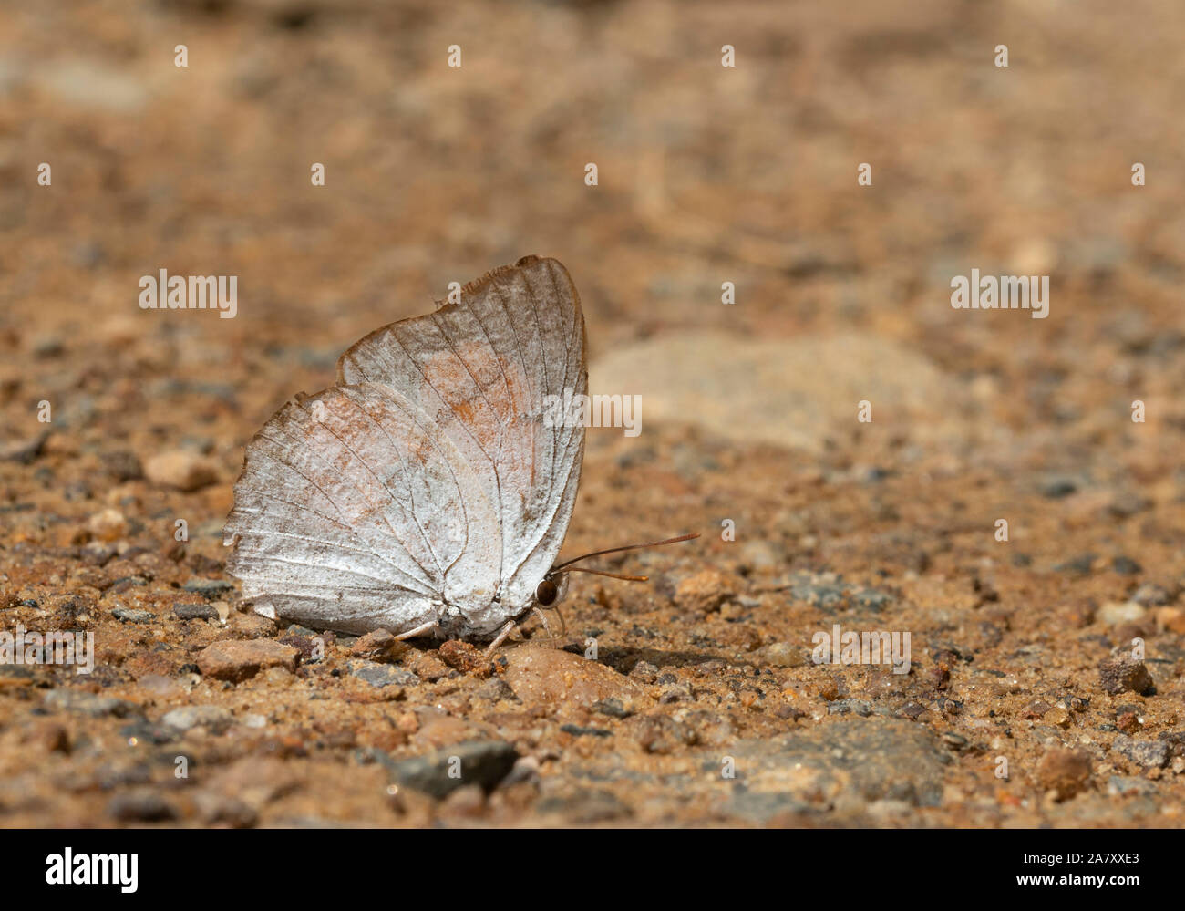 Indian Sunbeam, Curetis thetis, butterfly, Garo Hills, Meghalaya, India ...