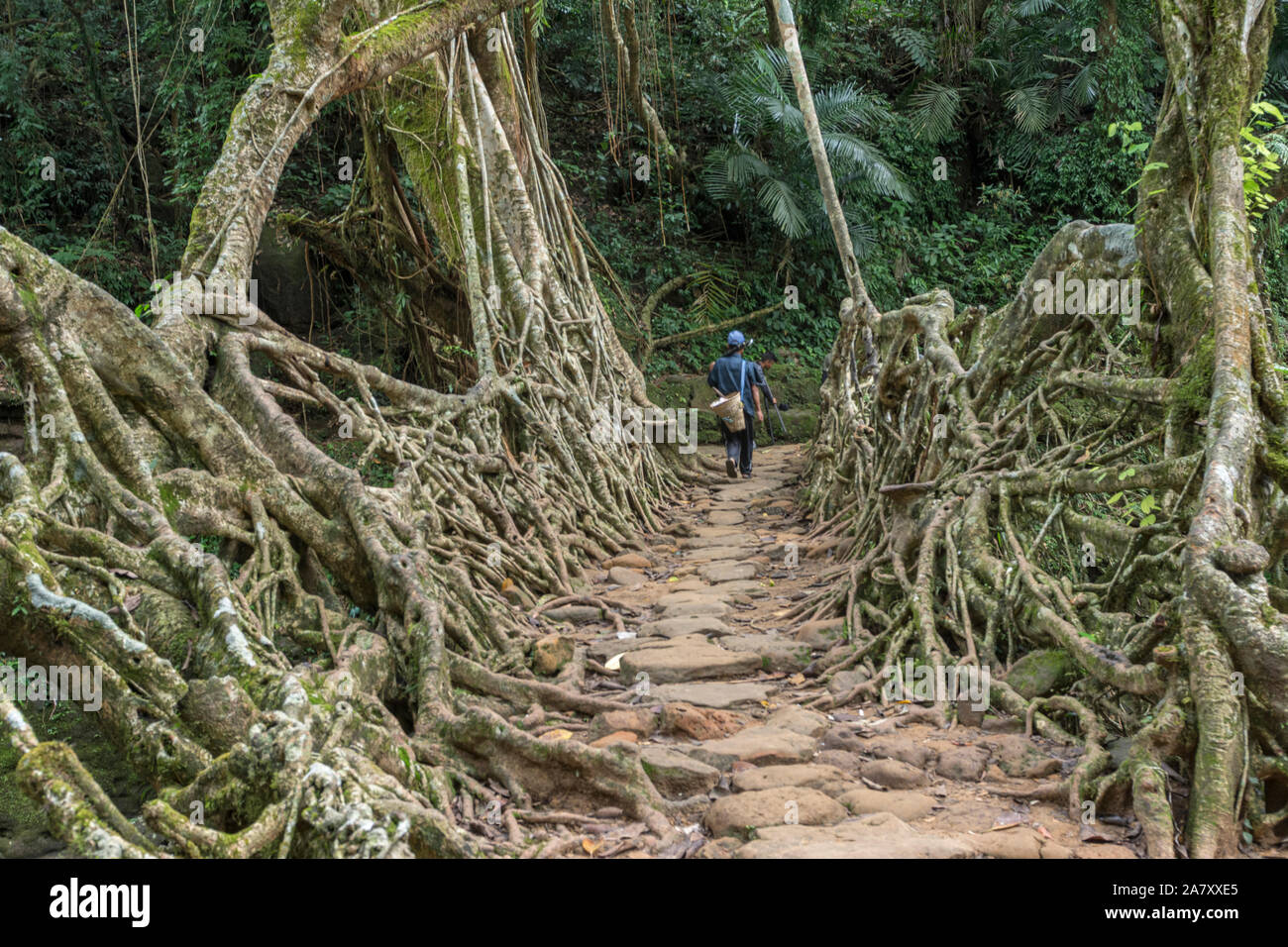 Bridge made of living roots, Meghalaya, India Stock Photo - Alamy
