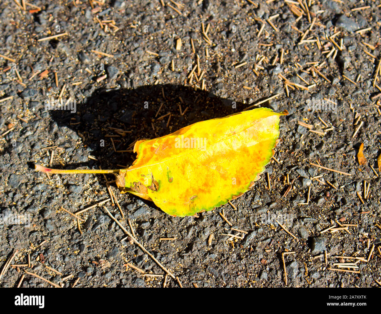 Fallen dried yellow brown leaf from the poplar tree lies on the bitumen ...