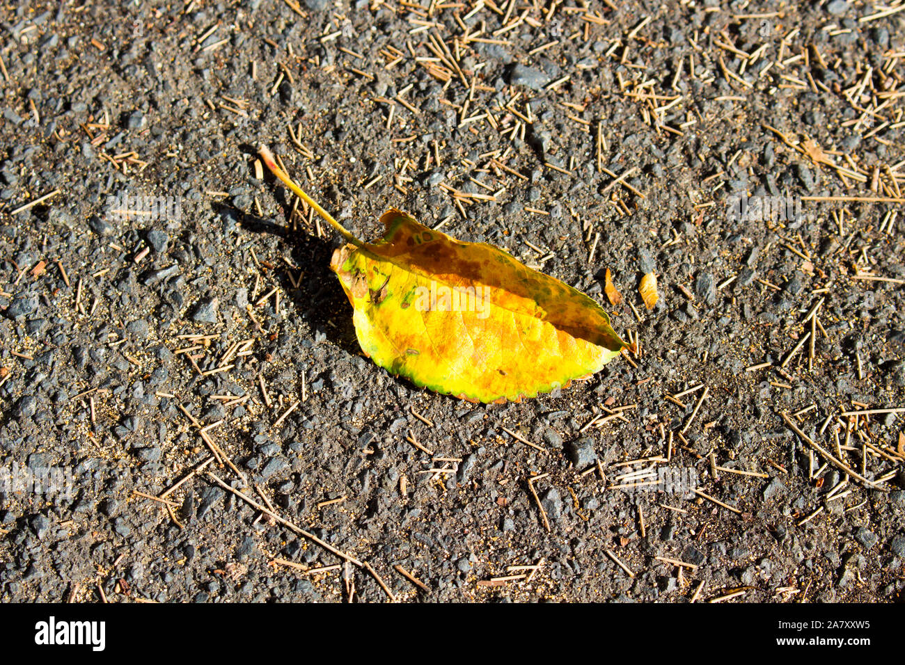 Fallen dried yellow brown leaf from the poplar tree lies on the bitumen ...