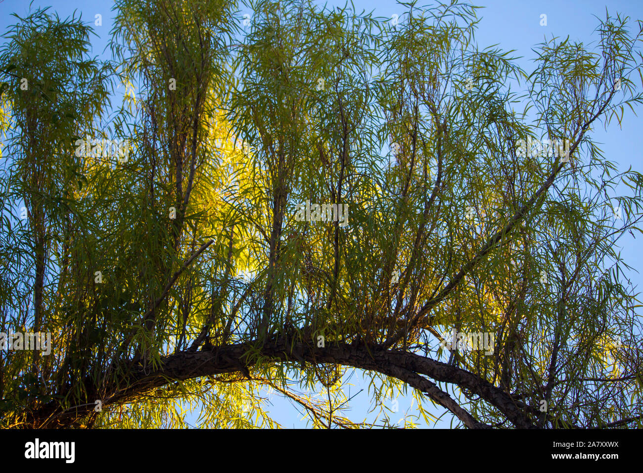 Salix,a magnificent species of willow native to dry areas of northern ...