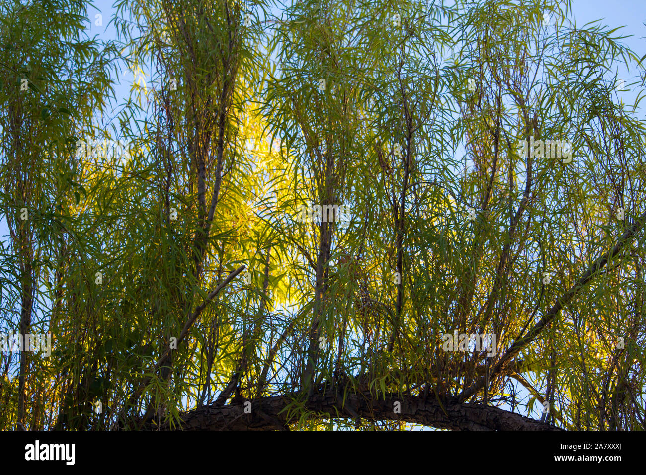 Salix,a magnificent species of willow native to dry areas of northern ...
