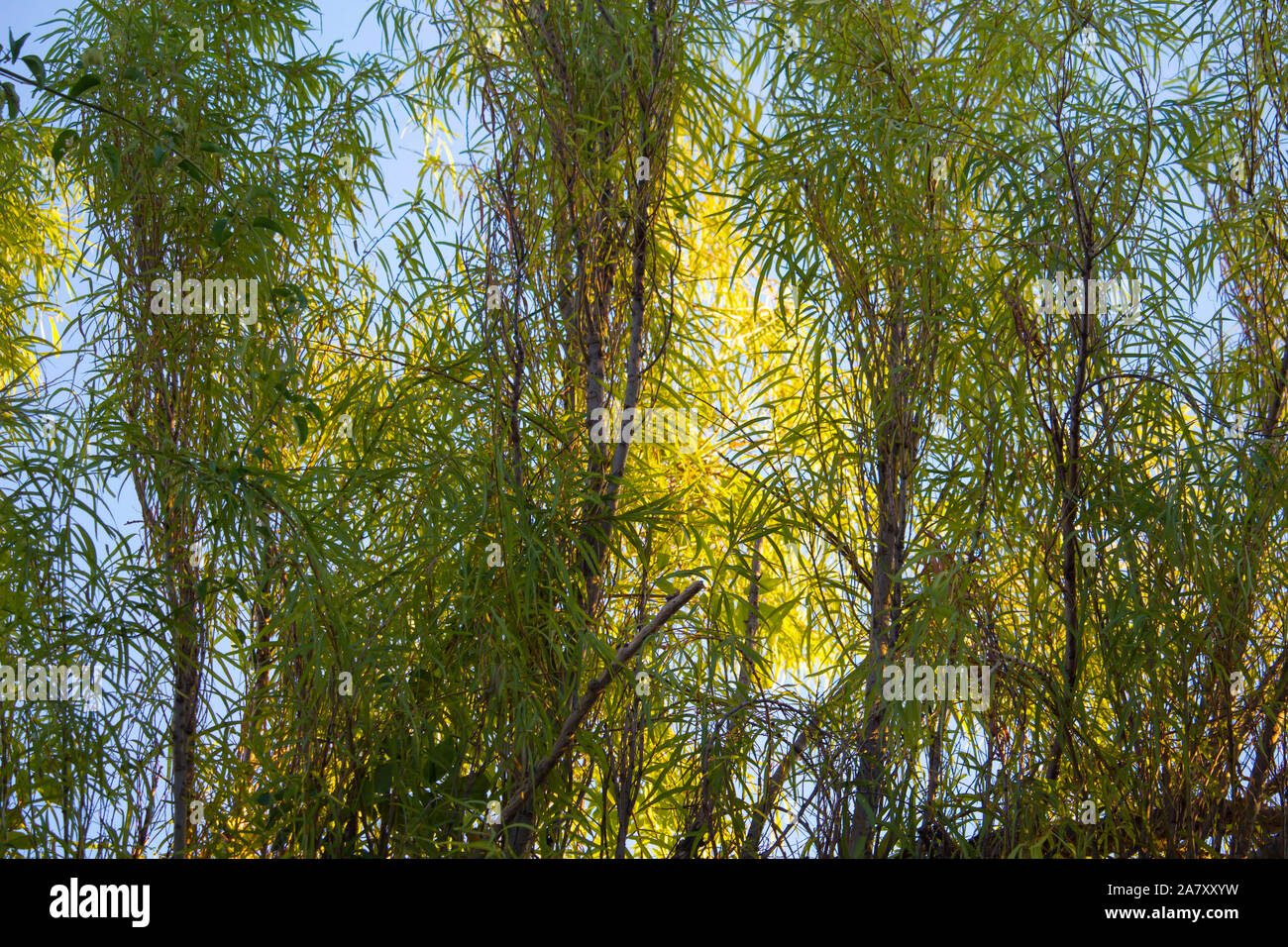 Salix,a magnificent species of willow native to dry areas of northern ...