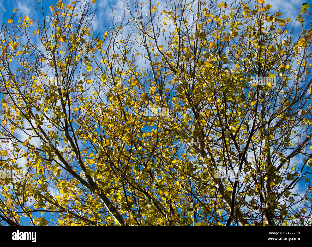 Poplar Trees Leaves High Resolution Stock Photography and Images - Alamy