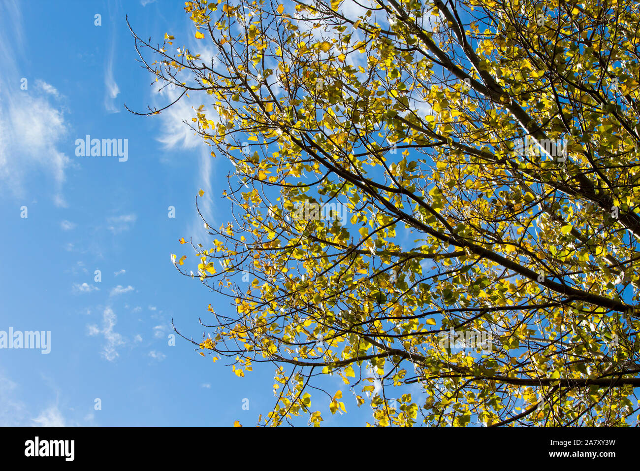 Brilliant yellow and green autumn poplar leaf foliage of populus ...