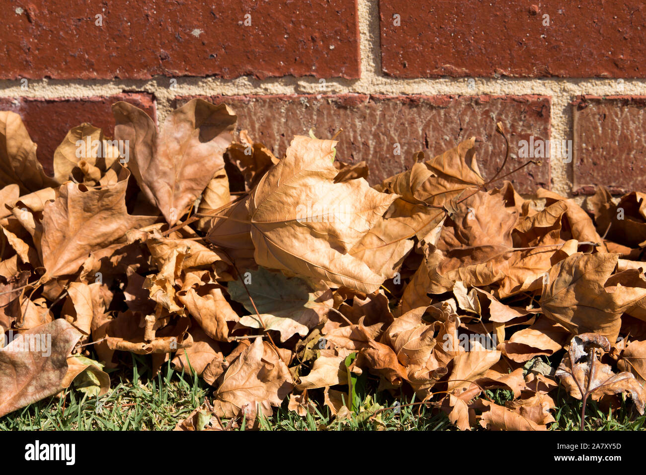 Sycamore tree in grassy field hi-res stock photography and images - Alamy