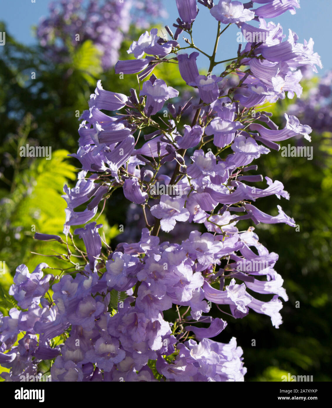 Jacaranda trees in bloom pretoria hi-res stock photography and images ...