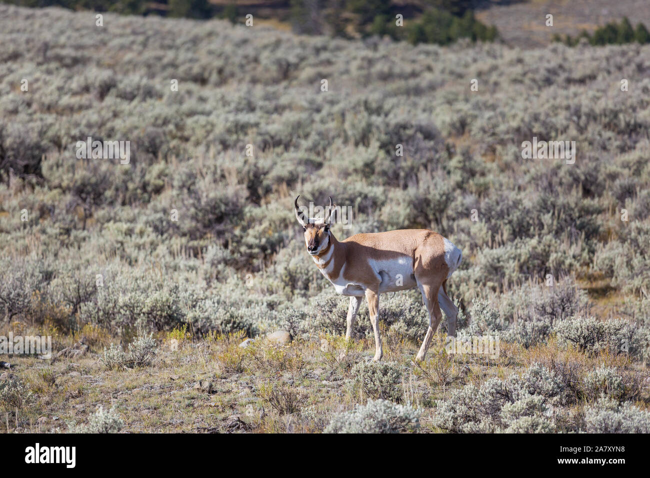 Pronghorn Antelope in american prairie, Utah, USA Stock Photo - Alamy