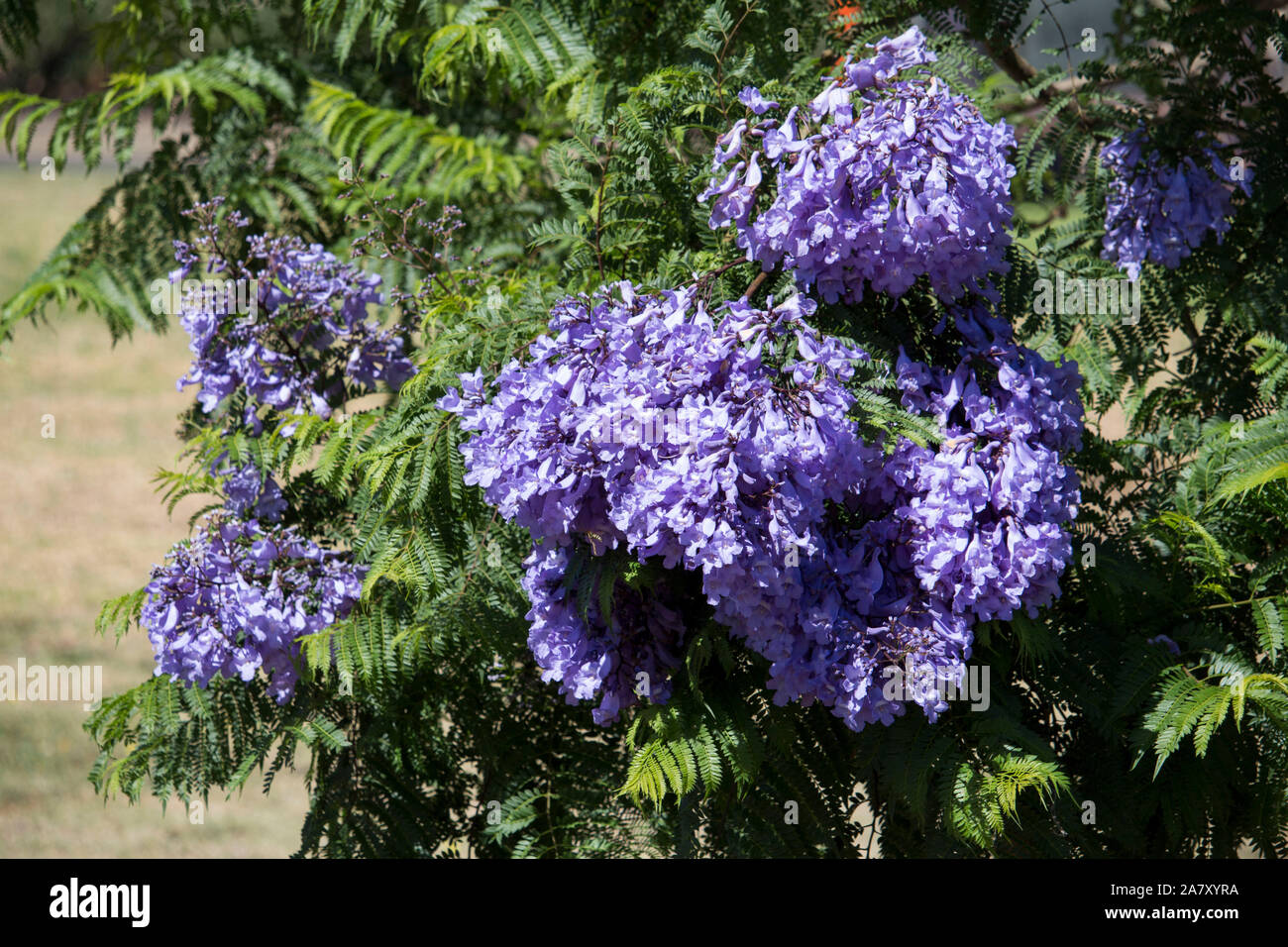 Jacaranda trees in bloom pretoria hi-res stock photography and images ...