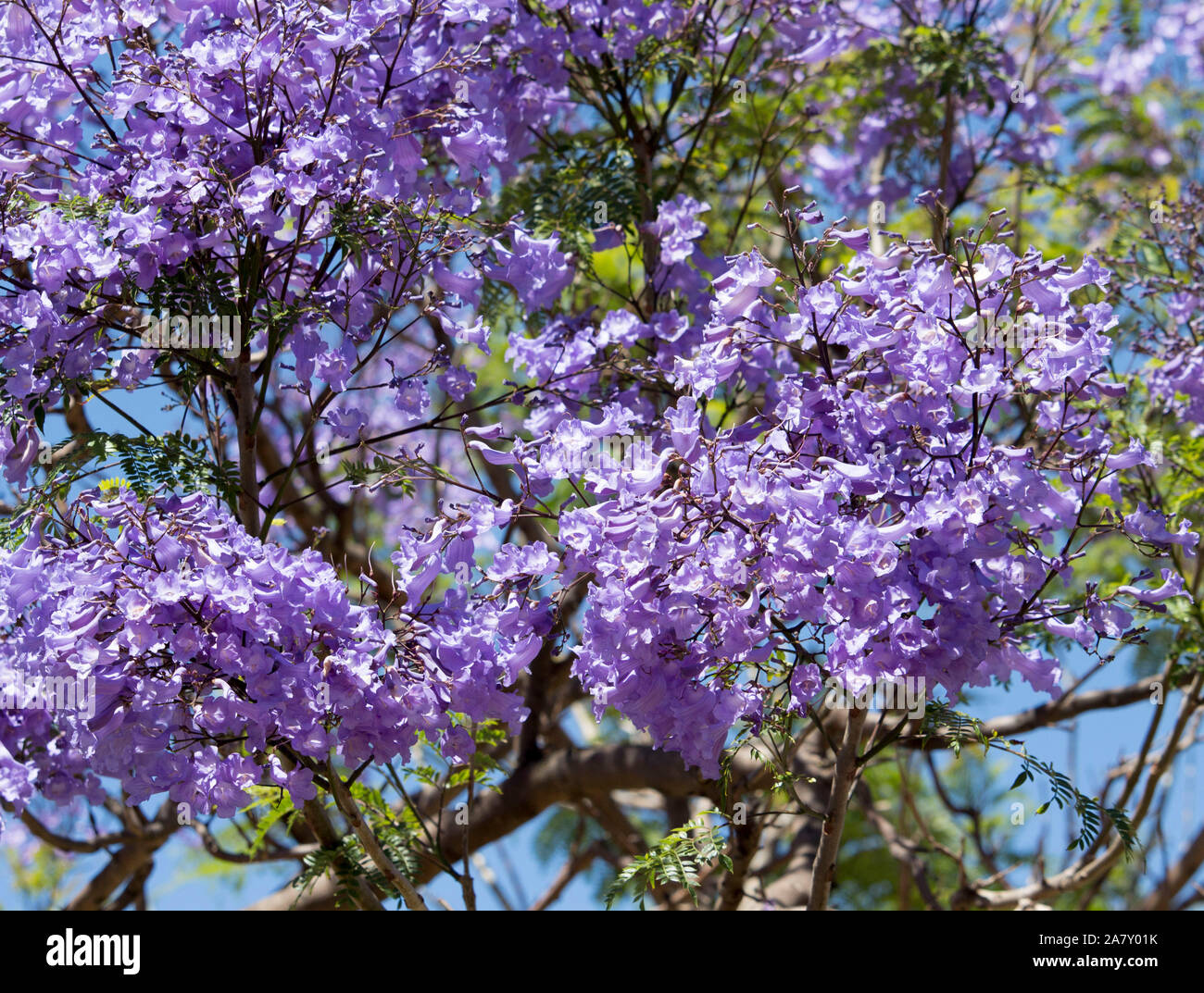 Spectacular mauve flowers of Jacaranda mimosifolia a genus of 49 ...