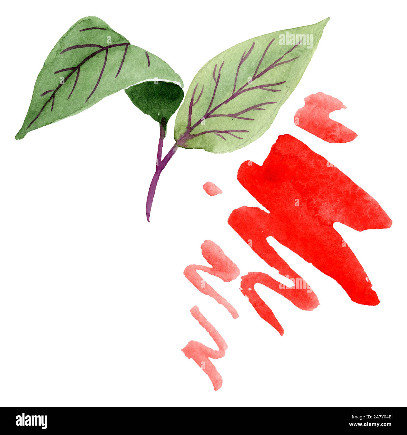 Fuchsia green leaf floral botanical flowers. Watercolor background set ...