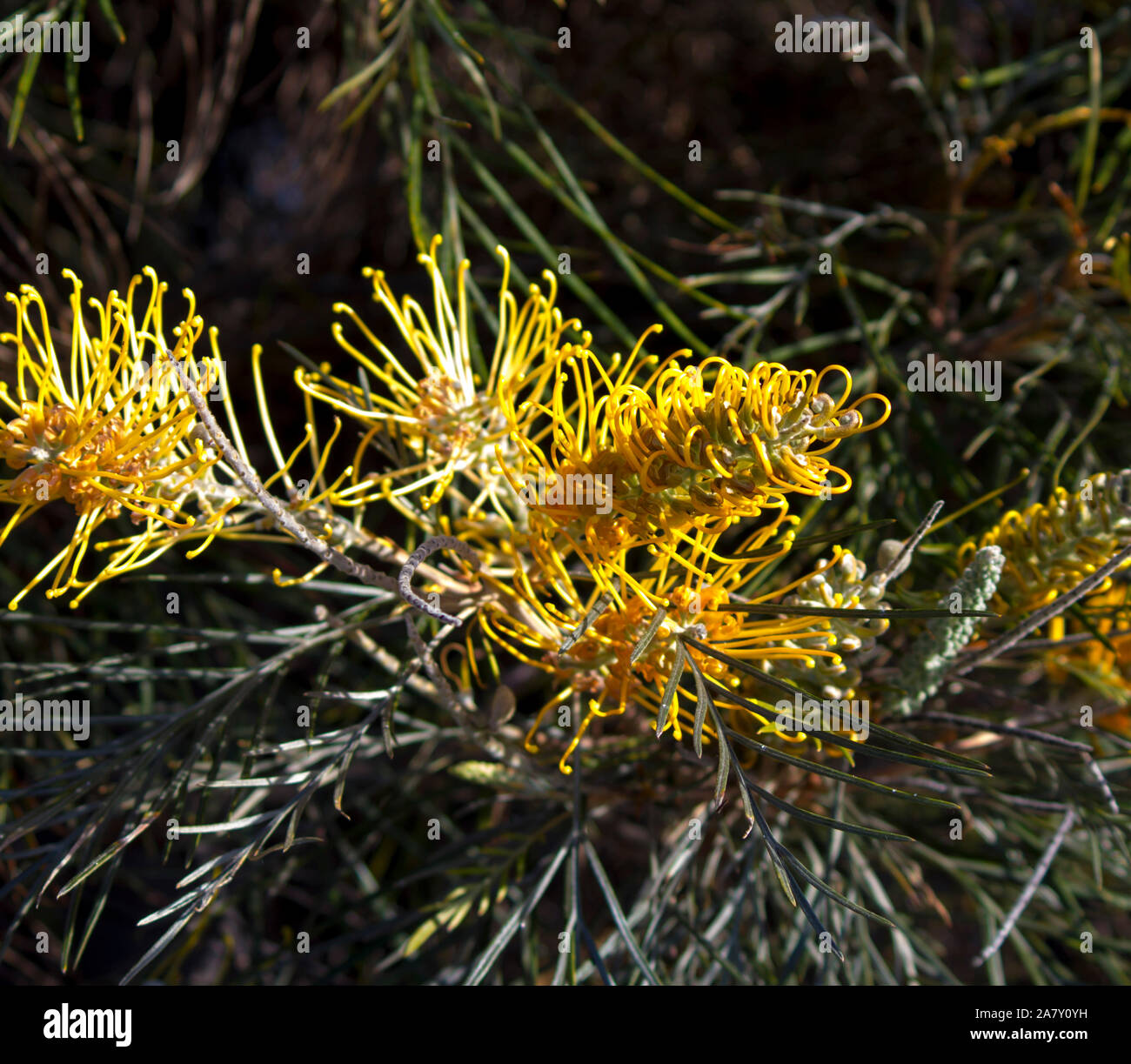 Decorative West Australian native wild flower grevillea species ...