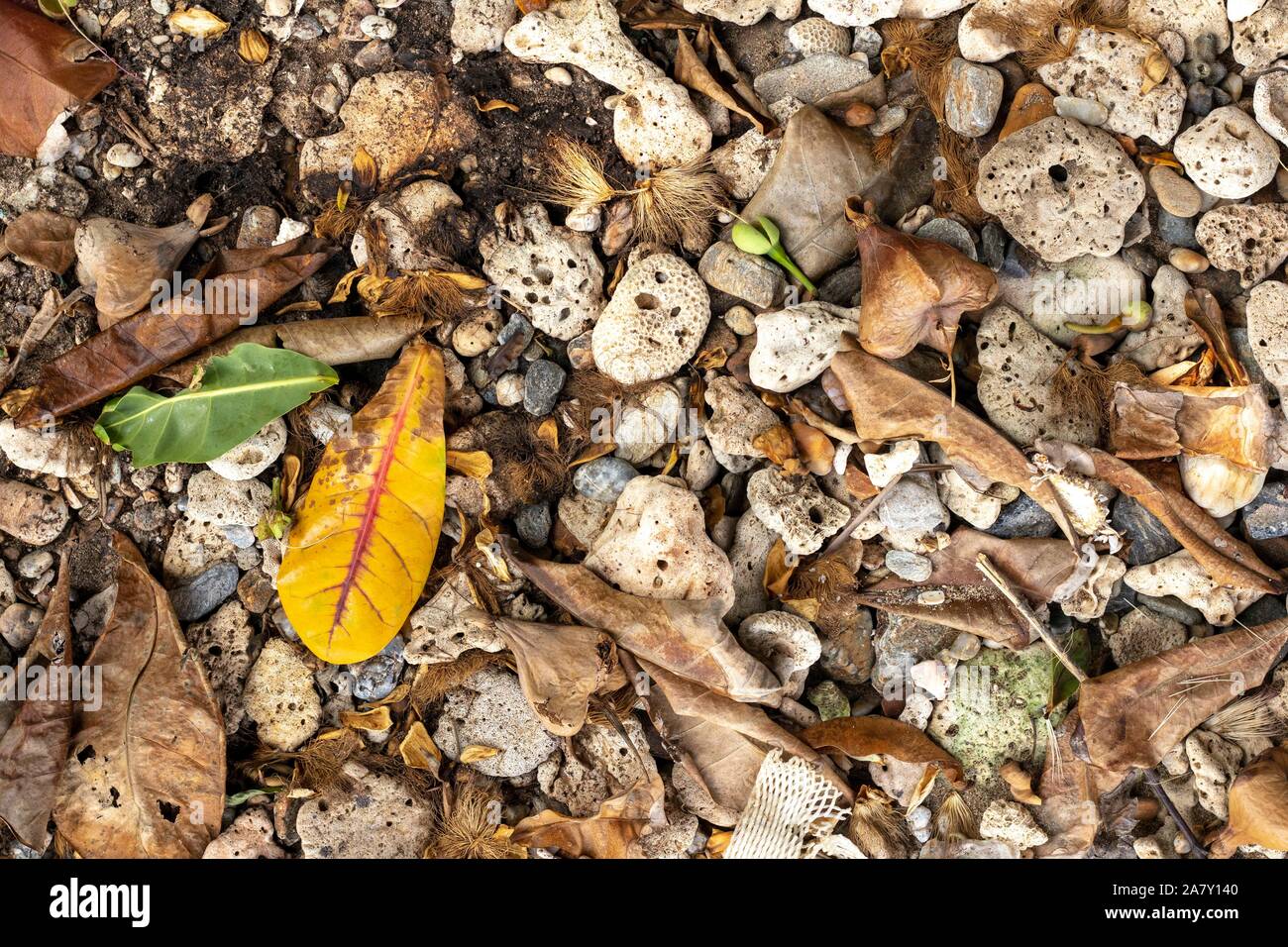 Leaf debris texture hi-res stock photography and images - Alamy