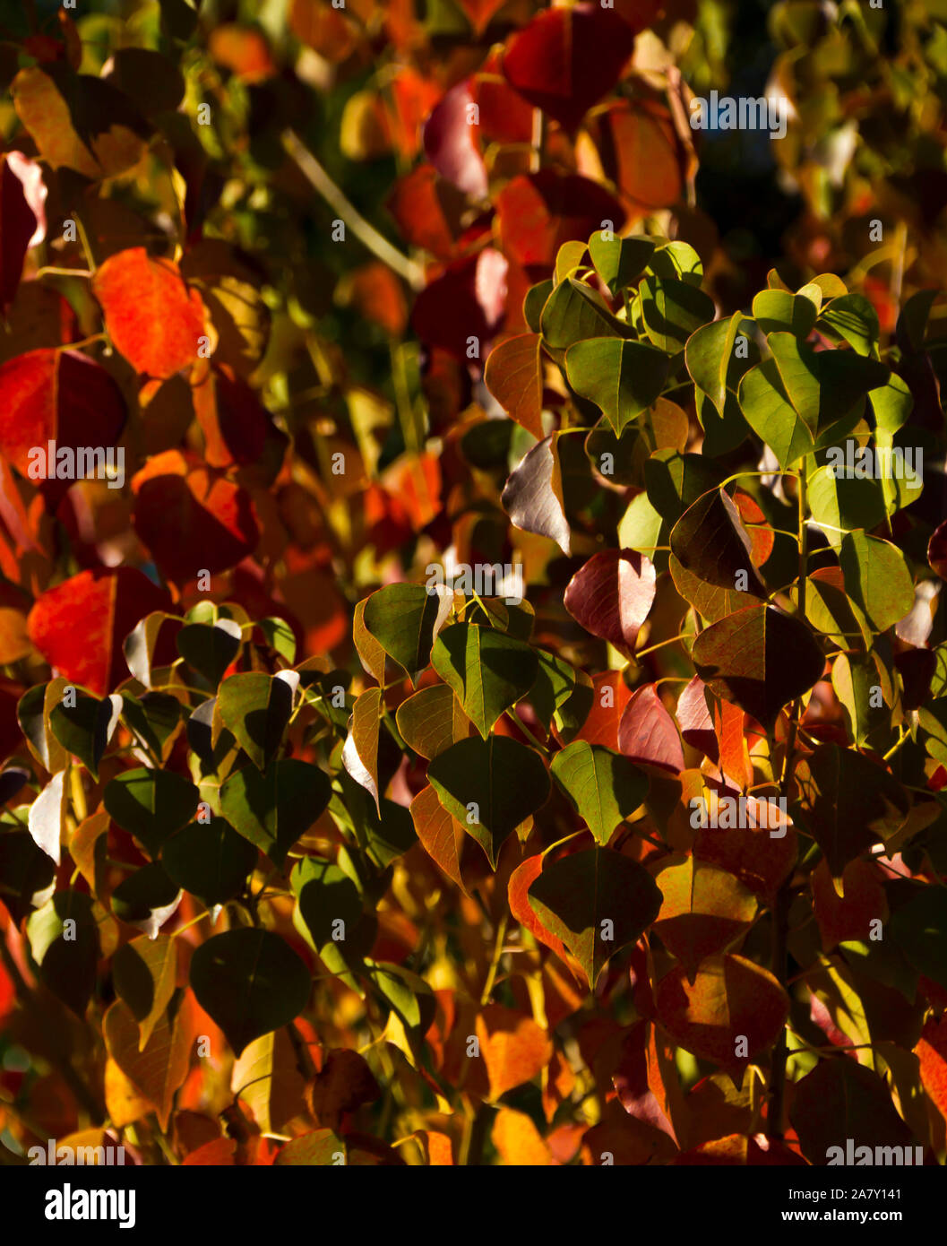 Brilliant russet orange,yellow, green and red autumn foliage of ...