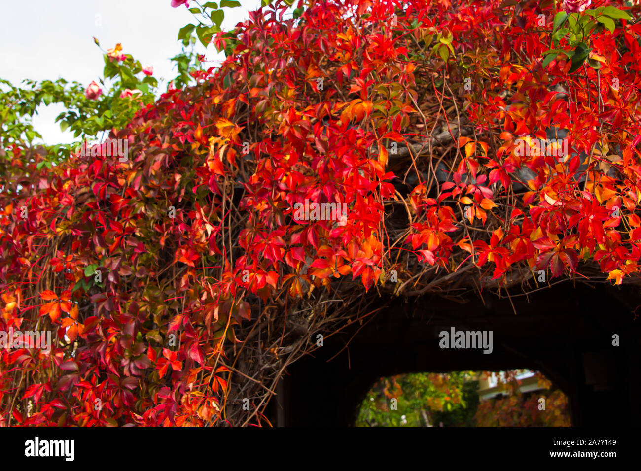 Parthenocissus quinquefolia, Virginia creeper, five-leaved ivy, or five ...