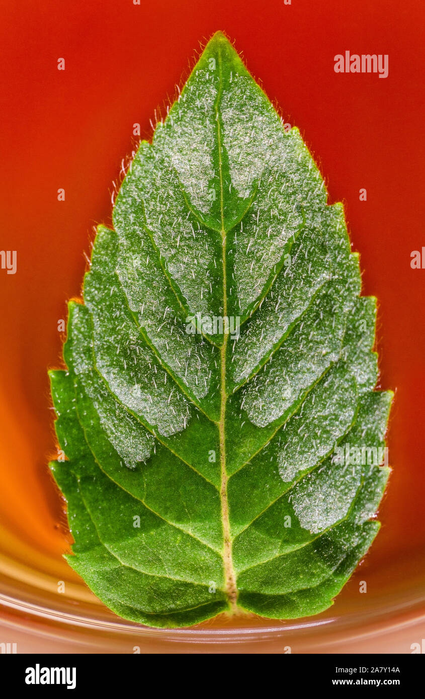 Leaf of menthol in glass of tea Stock Photo - Alamy