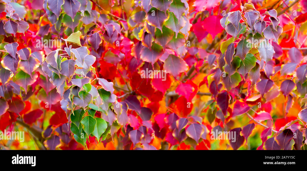 Brilliant russet orange,yellow, green and red autumn foliage of ...