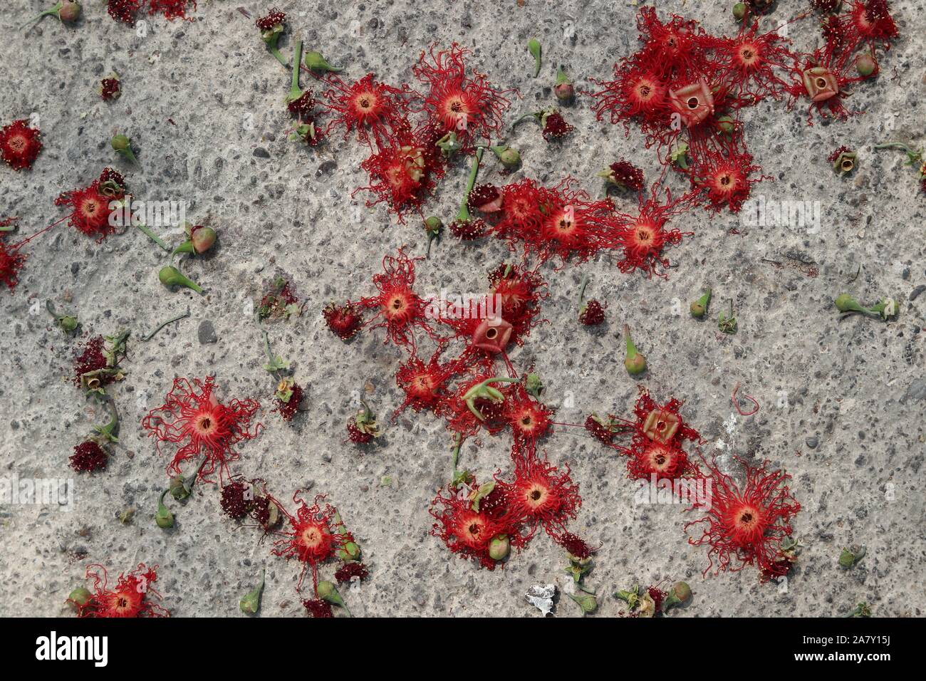 Red flowers on the ground Stock Photo - Alamy