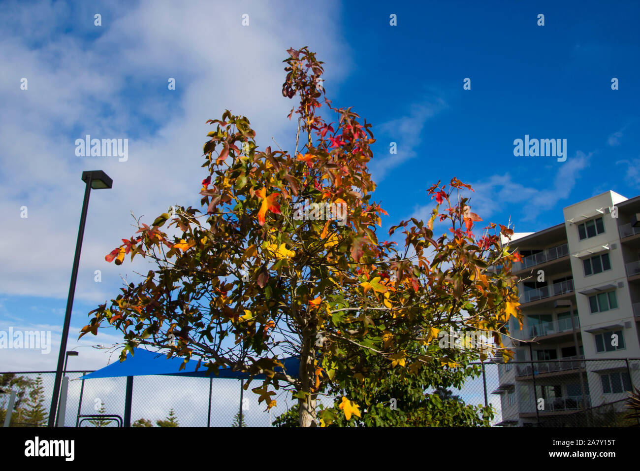 Brilliant russet orange,yellow, green and red autumn foliage of ...