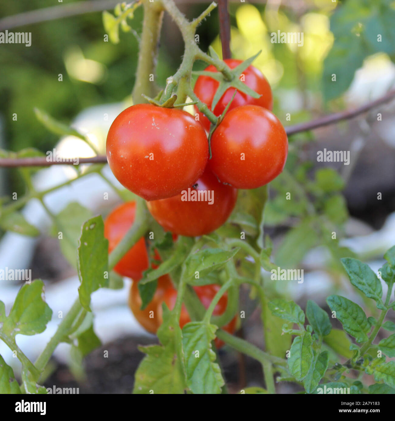 Pear Shaped Tomatoes High Resolution Stock Photography and Images - Alamy