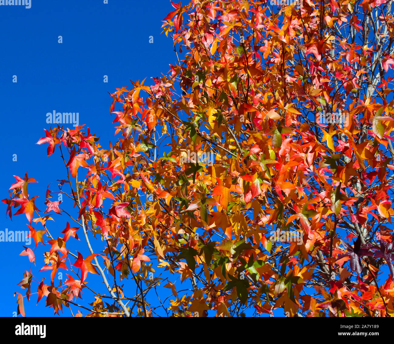 Brilliant russet orange,yellow, green and red autumn foliage of ...