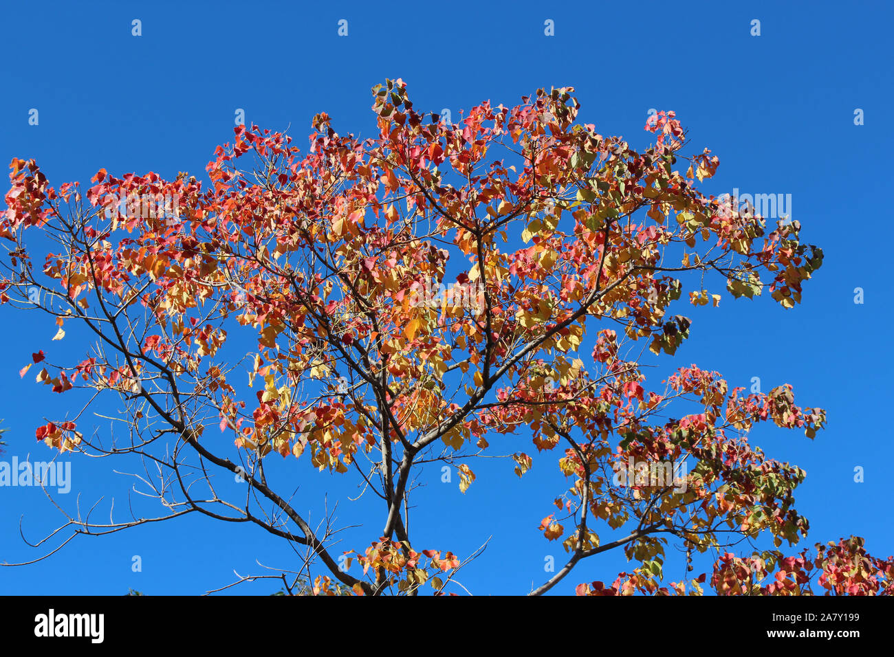 Brilliant russet orange,yellow, green and red autumn foliage of ...