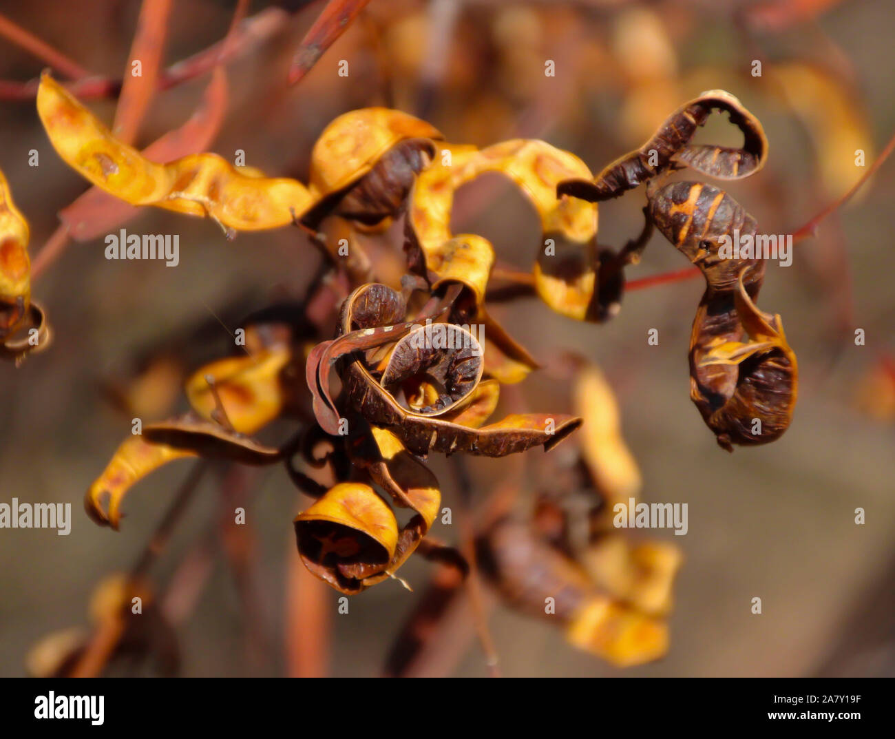Dried long brown seed pods of Acacia mearnsii Black wattle a fast ...
