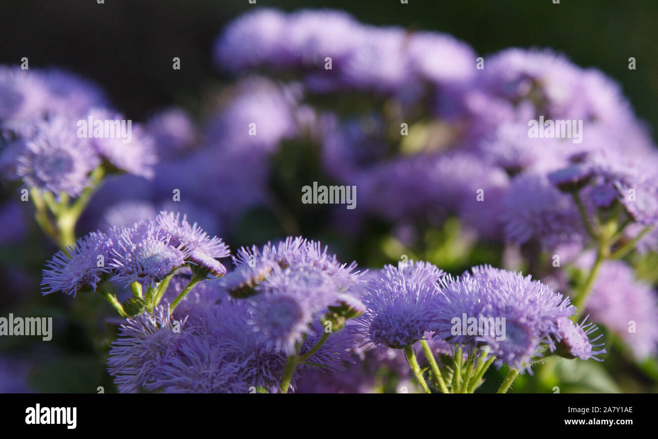 Blue flowers are bluming in a garden Stock Photo - Alamy