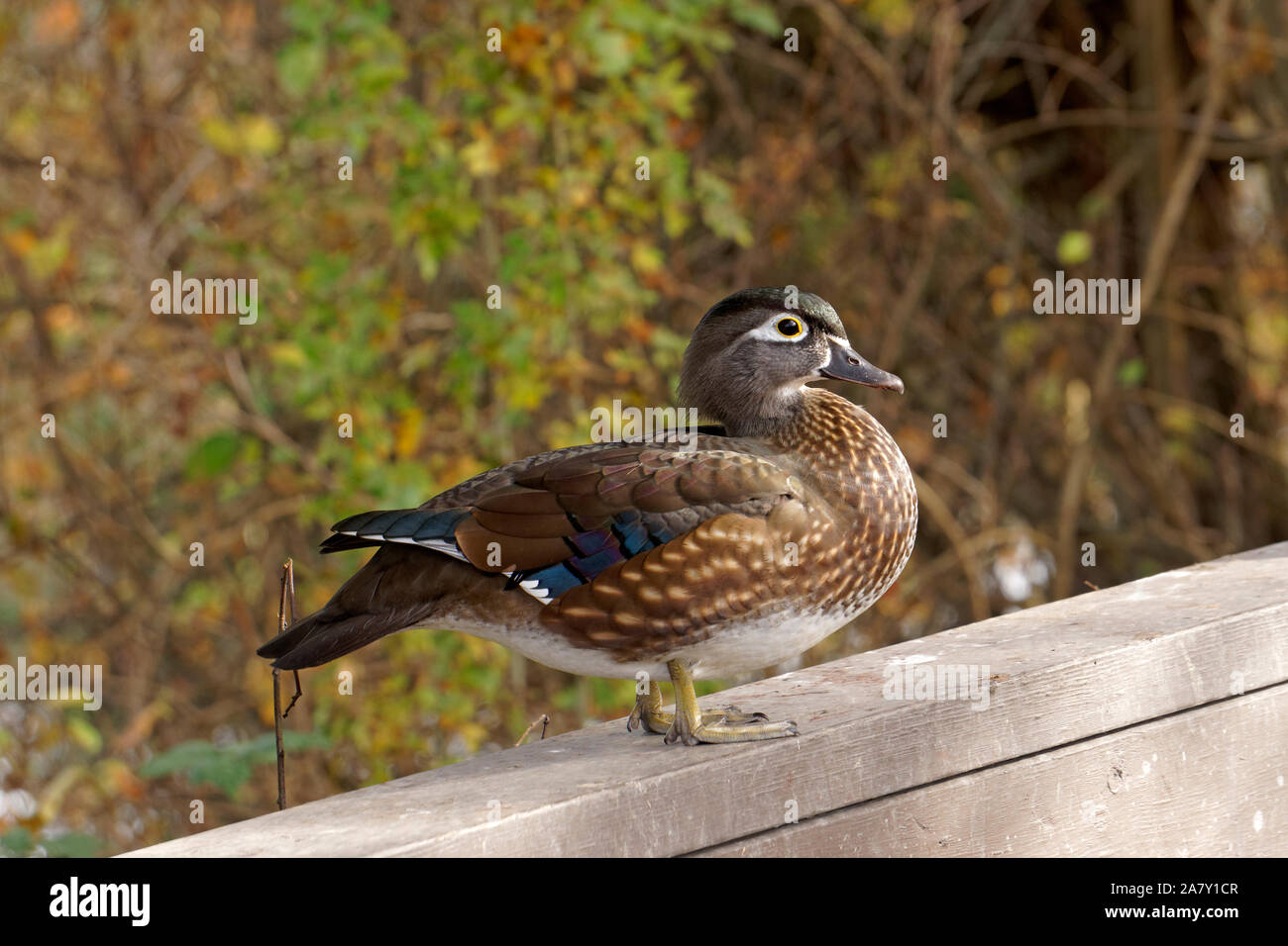 Female wood duck hi-res stock photography and images - Alamy