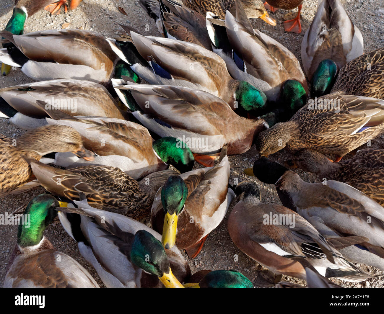 Closeup of Mallard ducks competing for food on the ground at the George ...
