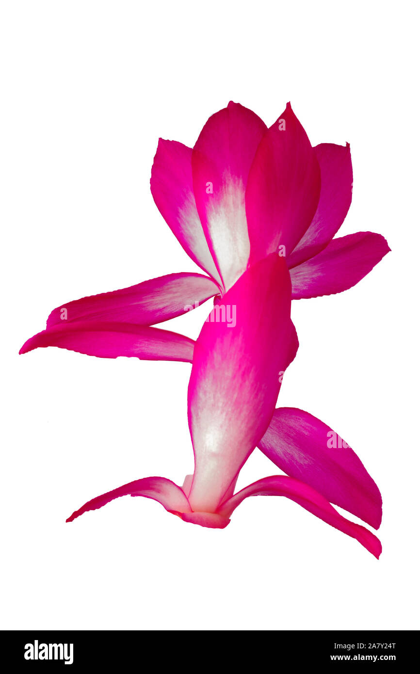Magenta detail Cut Out Stock Images & Pictures - Alamy