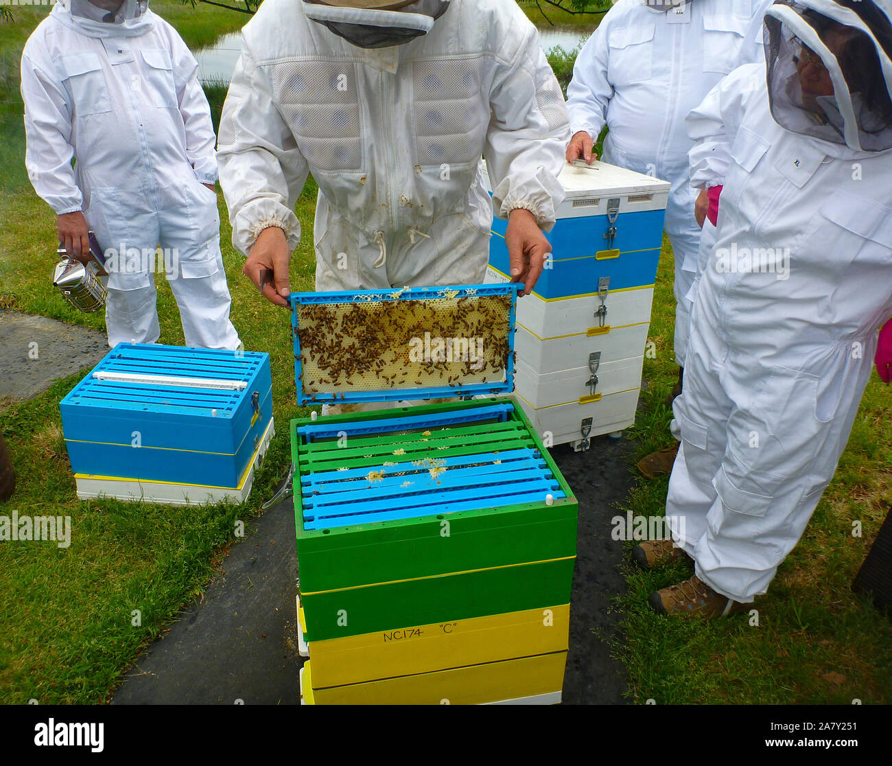 Beekeeping in Australia Stock Photo - Alamy