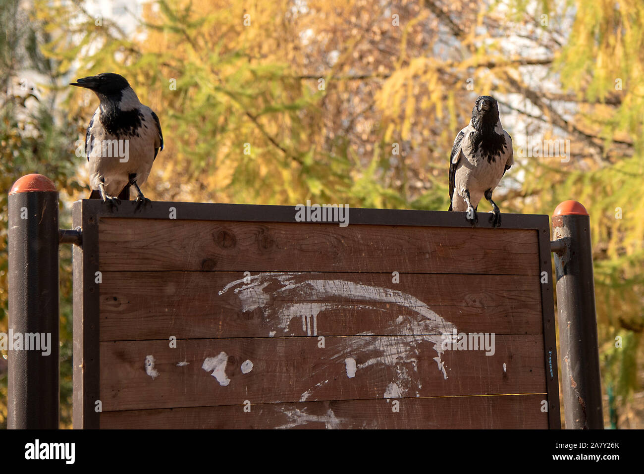 Crows pose hi-res stock photography and images - Alamy