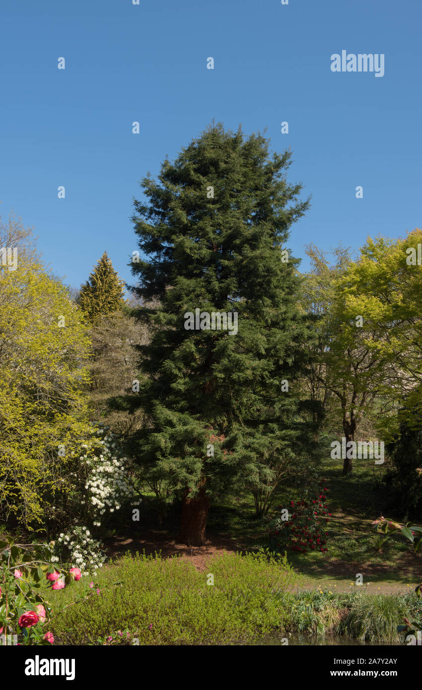 California coastal redwood tree hi-res stock photography and images - Alamy