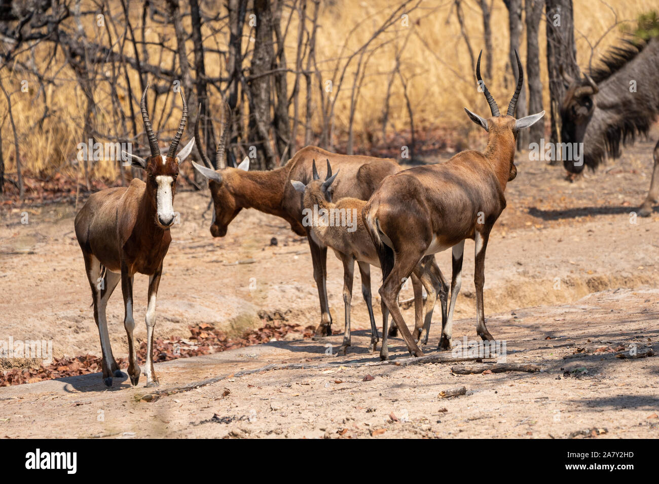 Blesbuck hi-res stock photography and images - Alamy